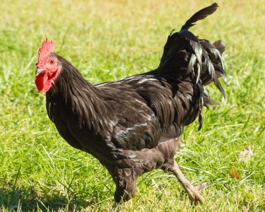 Java Chicken - Breed Profile - Backyard Poultry